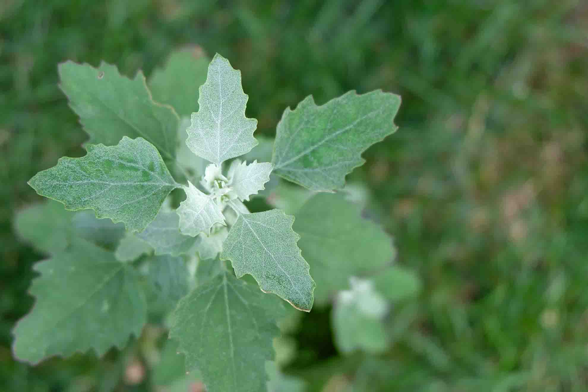 10 Common Weeds Found In Colorado Lawns – Lush Green Services