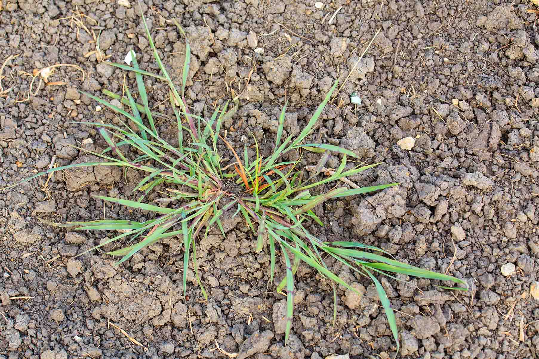 What Is Crabgrass? – Lush Green Services