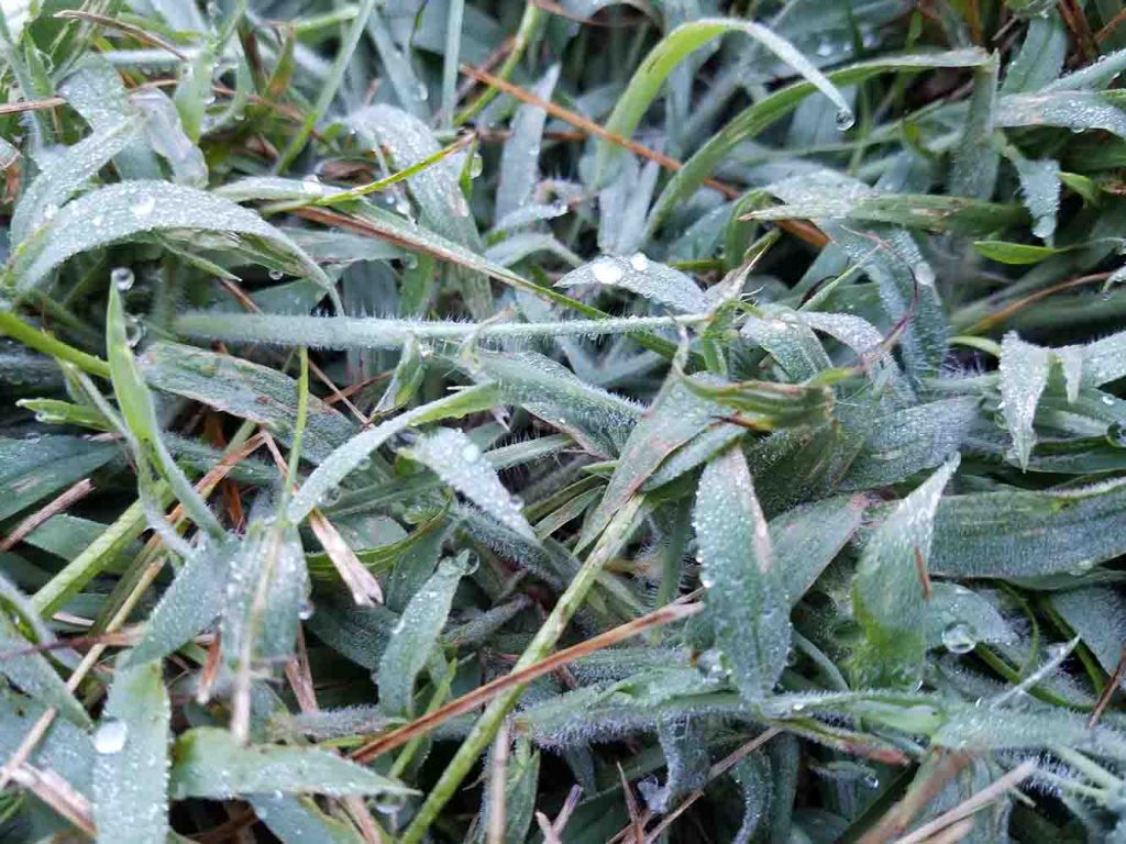What Is Crabgrass? – Lush Green Services